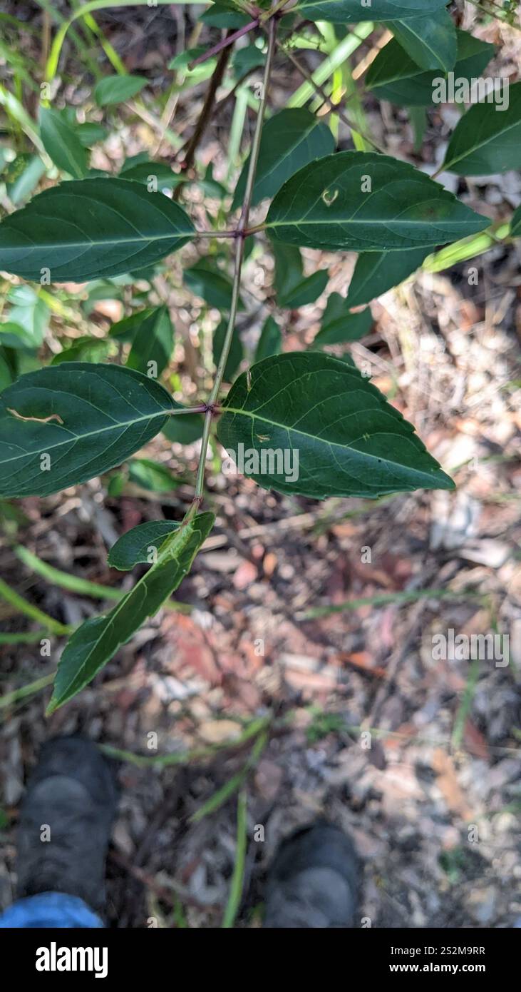 Elderberry panax hi-res stock photography and images - Alamy