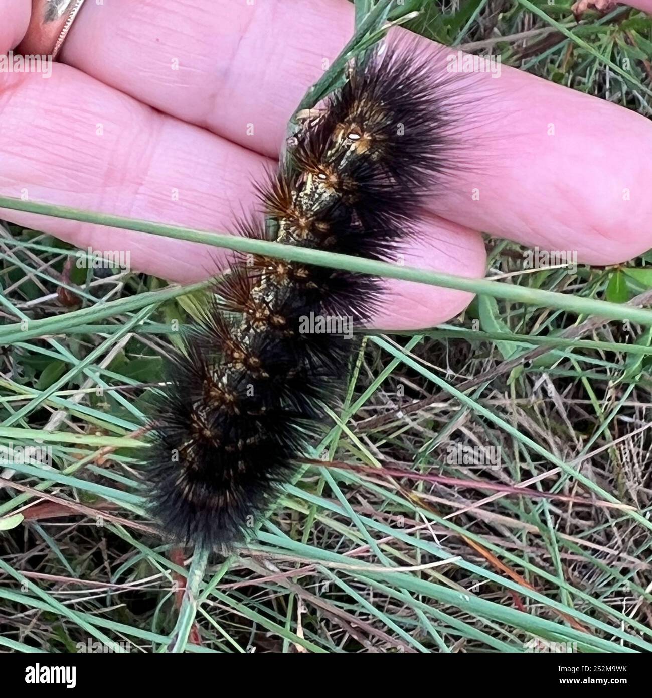 Salt Marsh Moth (Estigmene acrea Stock Photo - Alamy