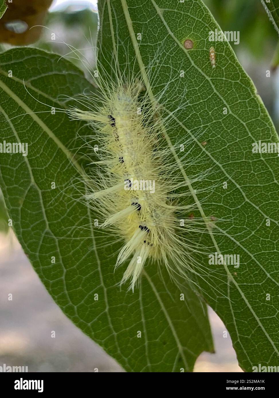 Hackberry Dagger (Acronicta rubricoma Stock Photo - Alamy