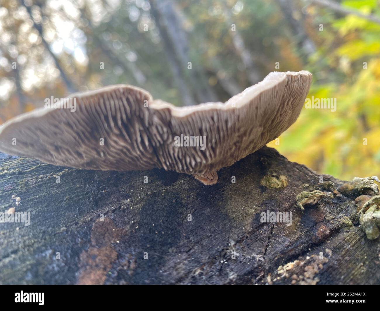 Gilled Polypore (Trametes betulina Stock Photo - Alamy