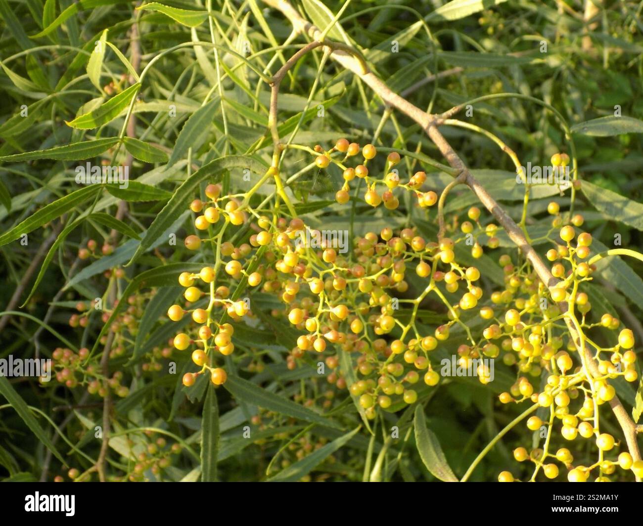 Peruvian Pepper Tree (Schinus molle Stock Photo - Alamy