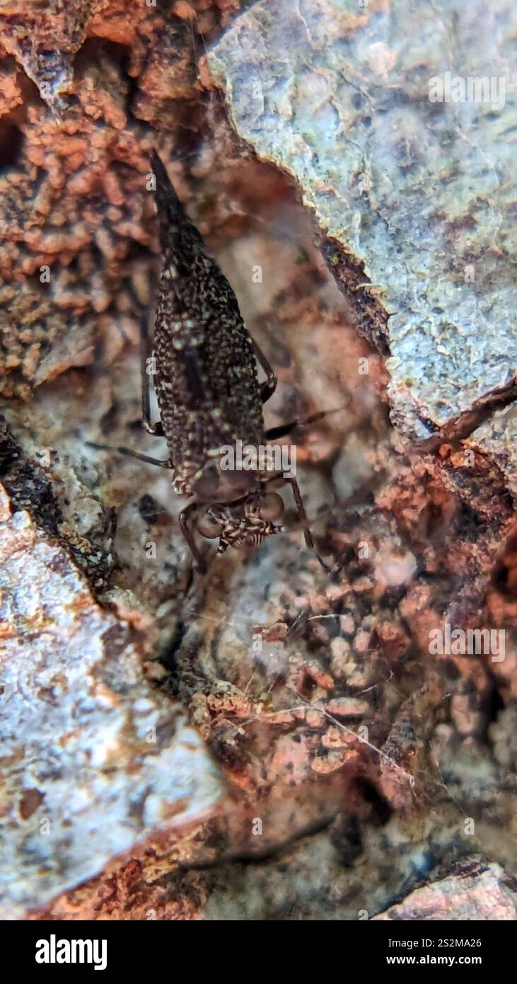 Barklice, Booklice, and Parasitic Lice (Psocodea Stock Photo - Alamy