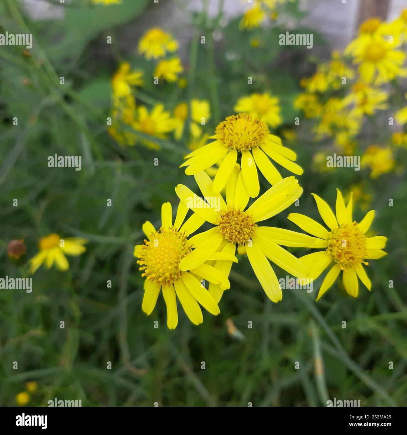 Narrow-leaved Ragwort (Senecio inaequidens Stock Photo - Alamy