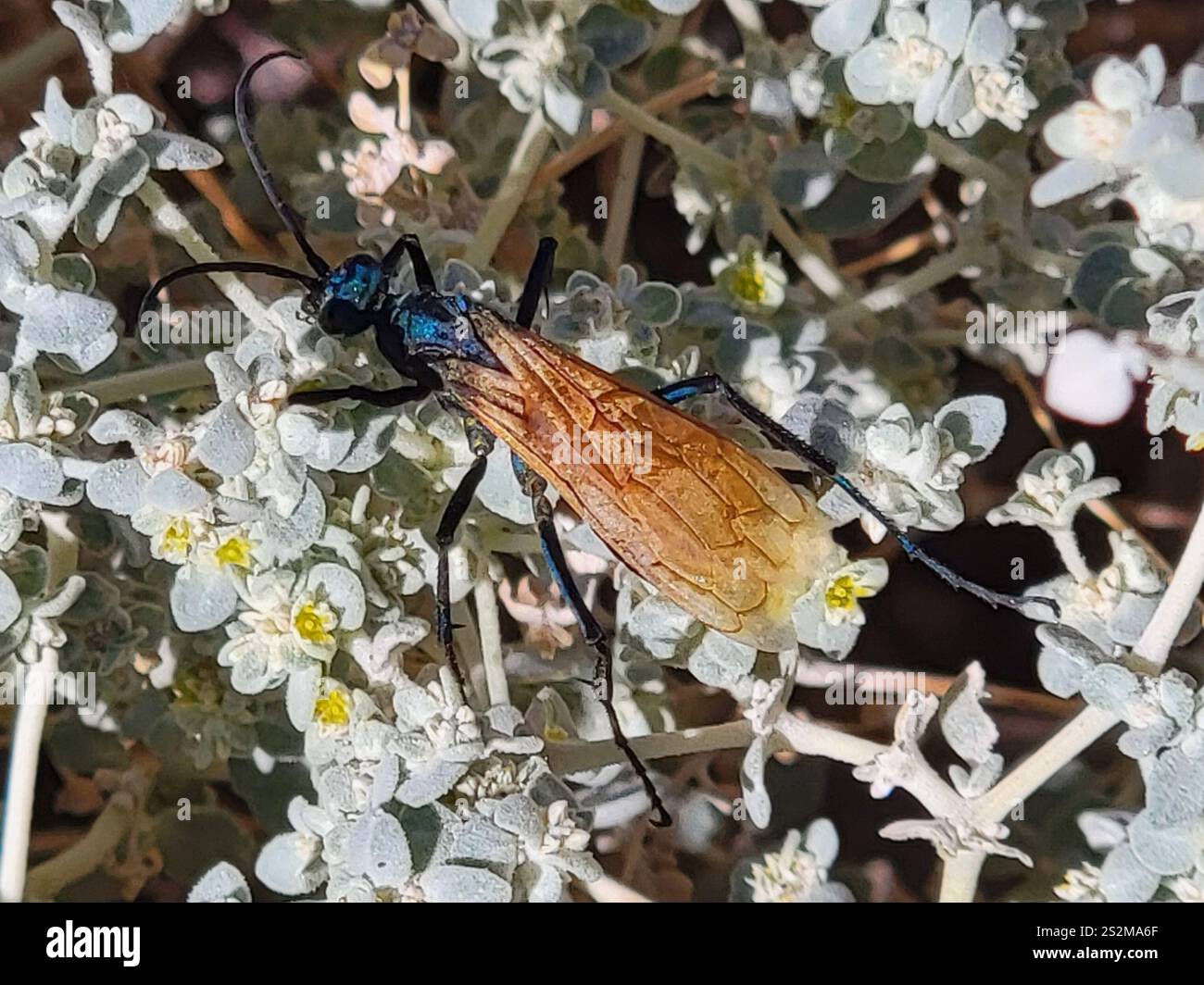 New World Tarantula-hawk Wasps (Pepsis Stock Photo - Alamy
