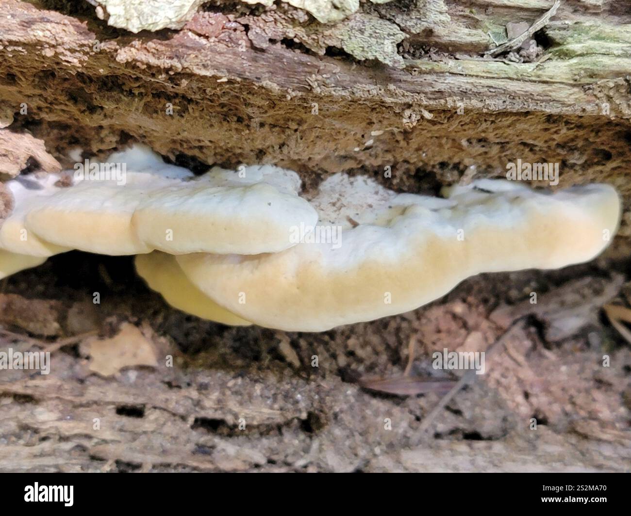 shelf fungi (Polyporales Stock Photo - Alamy