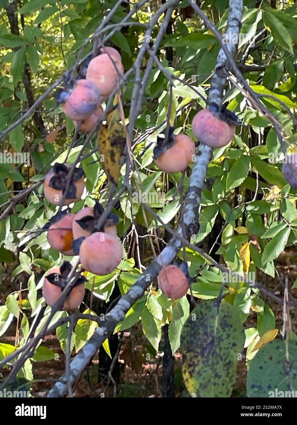 American persimmon (Diospyros virginiana Stock Photo - Alamy