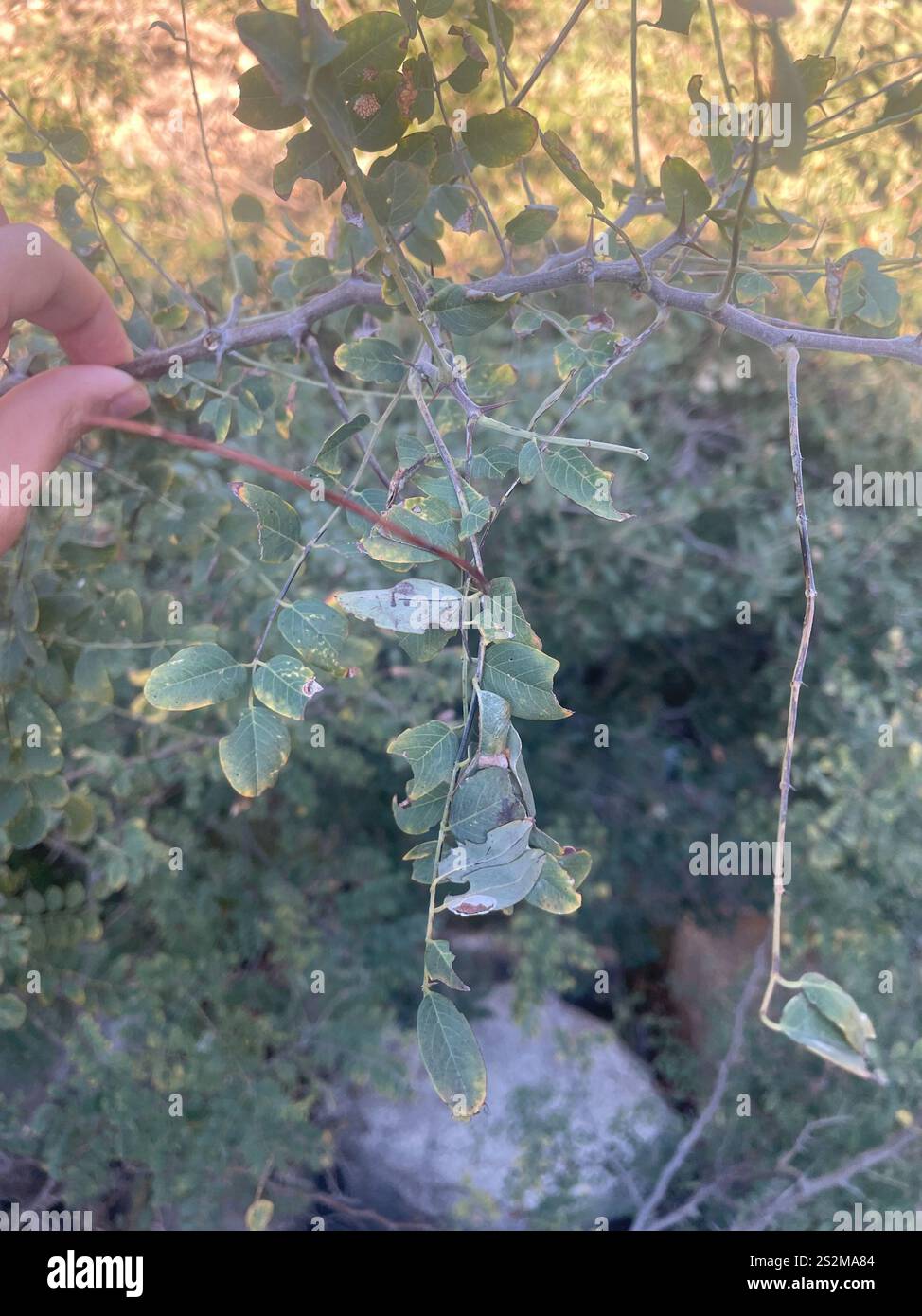 New Mexico locust (Robinia neomexicana Stock Photo - Alamy