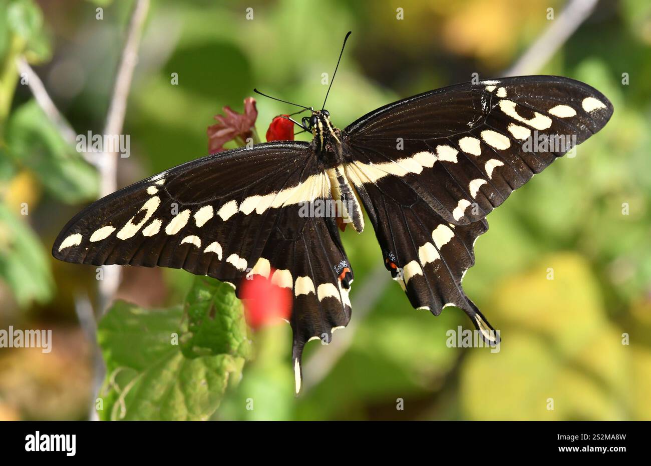 Western Giant Swallowtail (Heraclides rumiko Stock Photo - Alamy