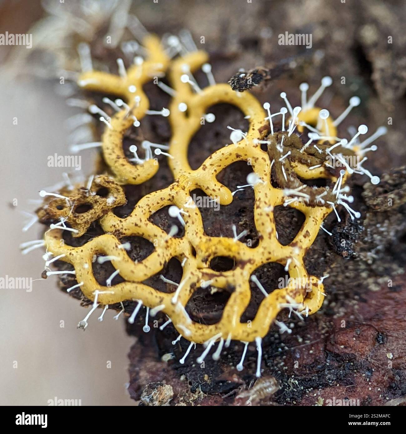 Pretzel slime mold (Hemitrichia serpula Stock Photo - Alamy