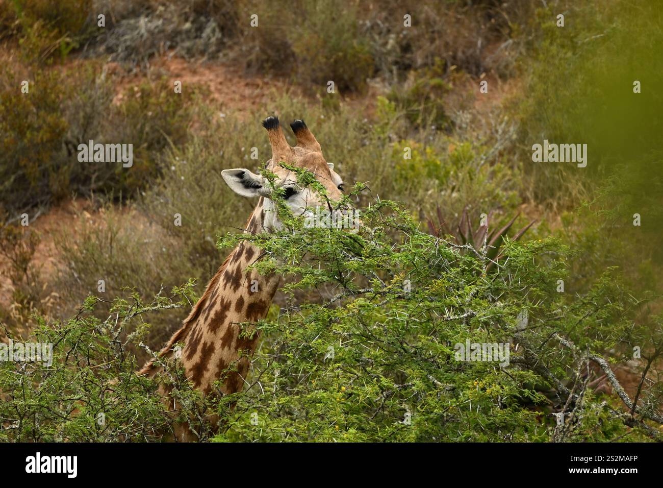 Giraffe in the wild Africa habitat Stock Photo - Alamy