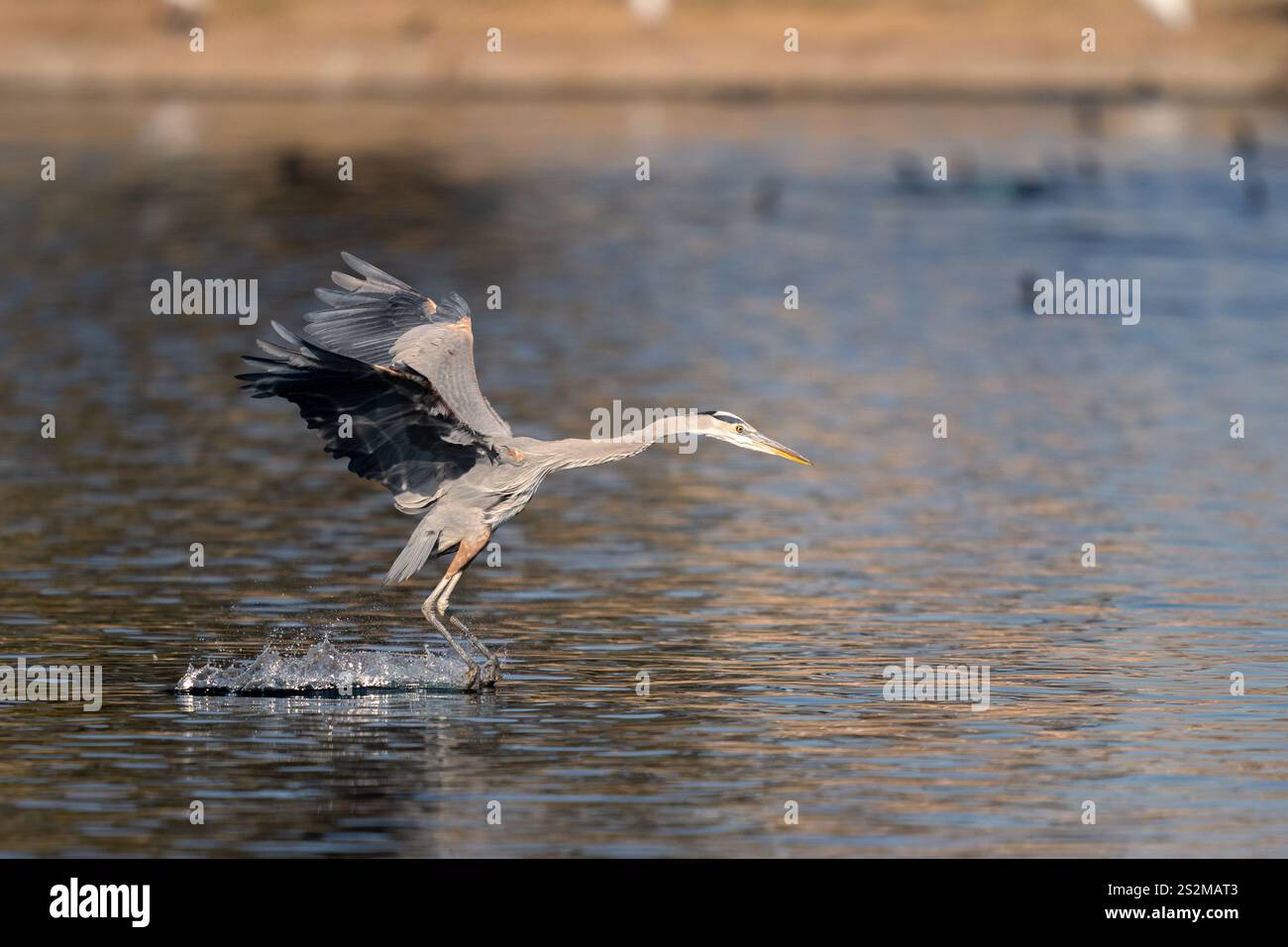 Great blue heron at a lake dragging his feet in the water Stock Photo ...