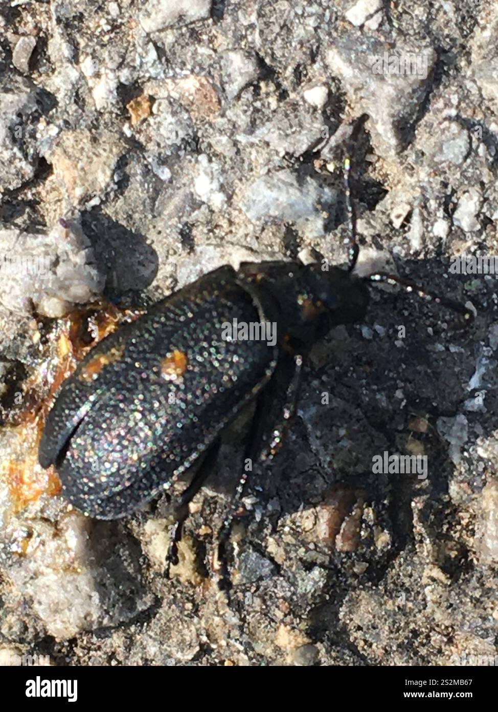 black-punctured leaf beetle (Galeruca tanaceti Stock Photo - Alamy