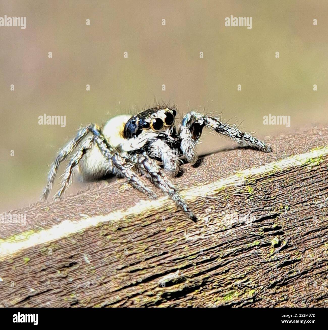 Zebra Jumping Spider (Salticus scenicus Stock Photo - Alamy