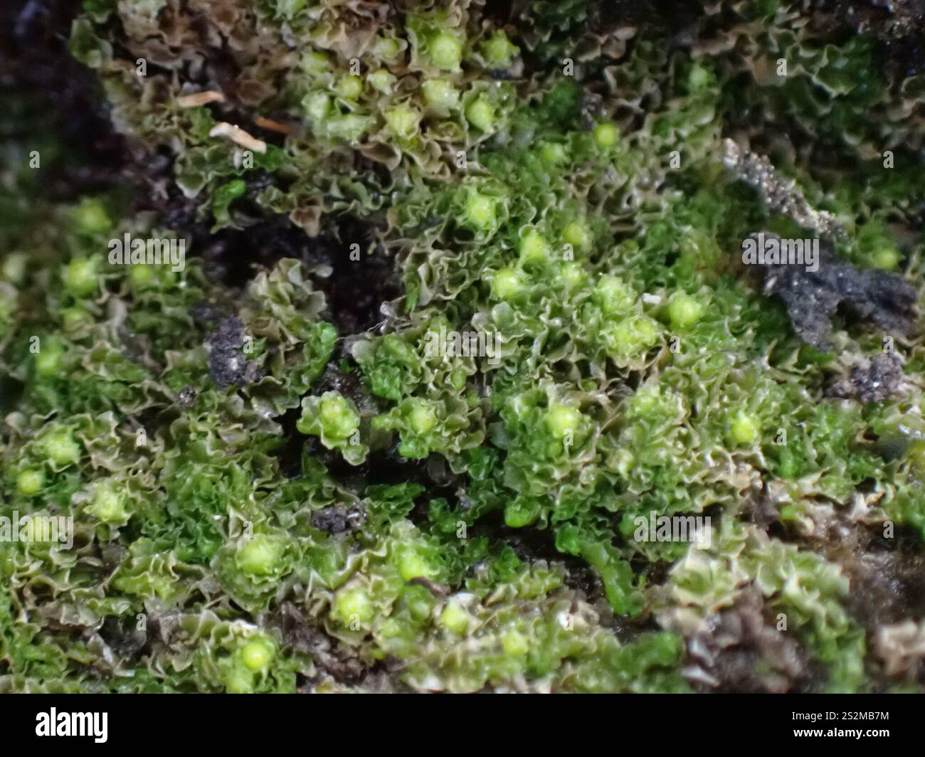 Pitted Frillwort (Fossombronia foveolata Stock Photo - Alamy