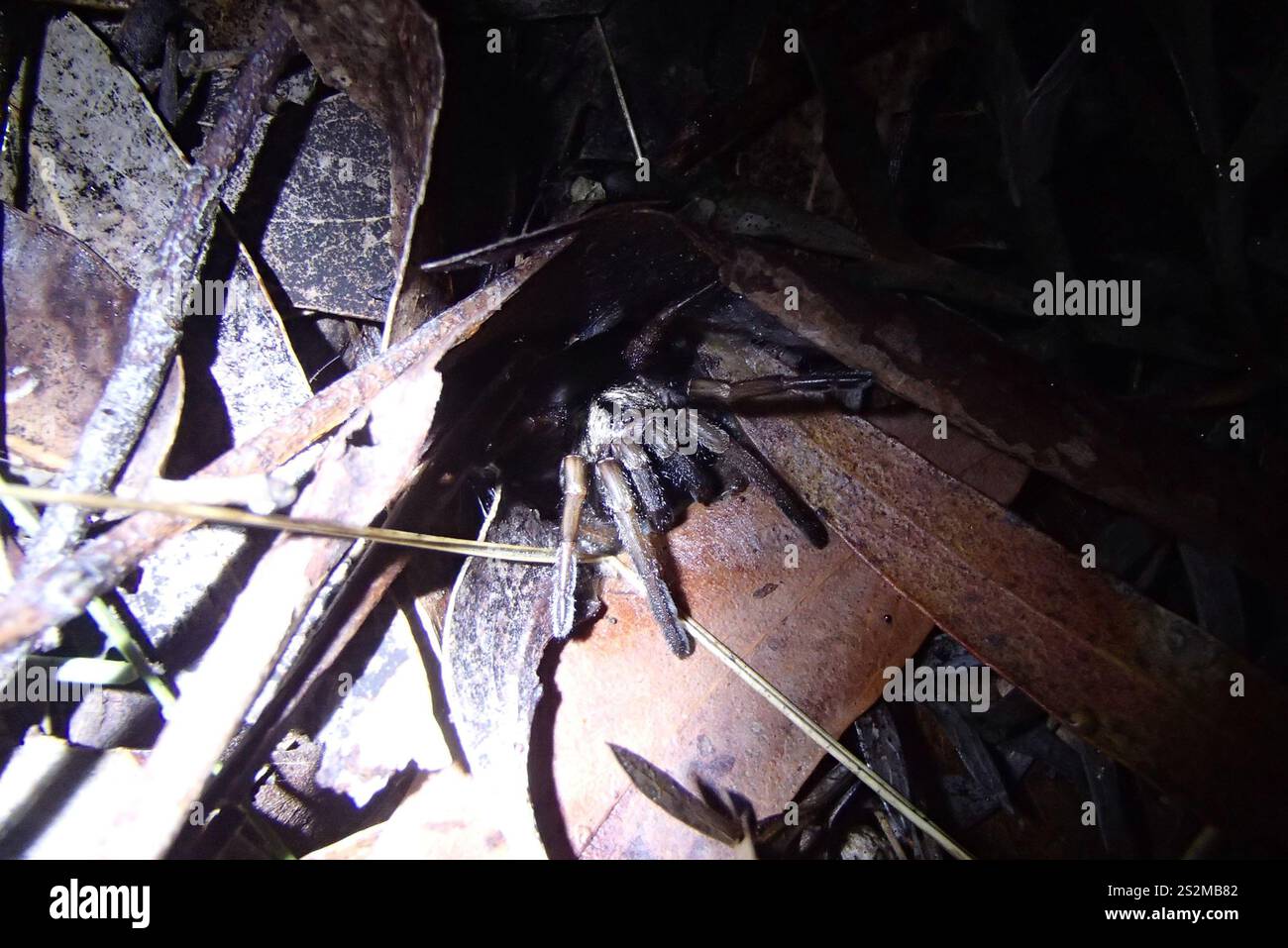 Brown Trapdoor Spiders (Arbanitis Stock Photo - Alamy