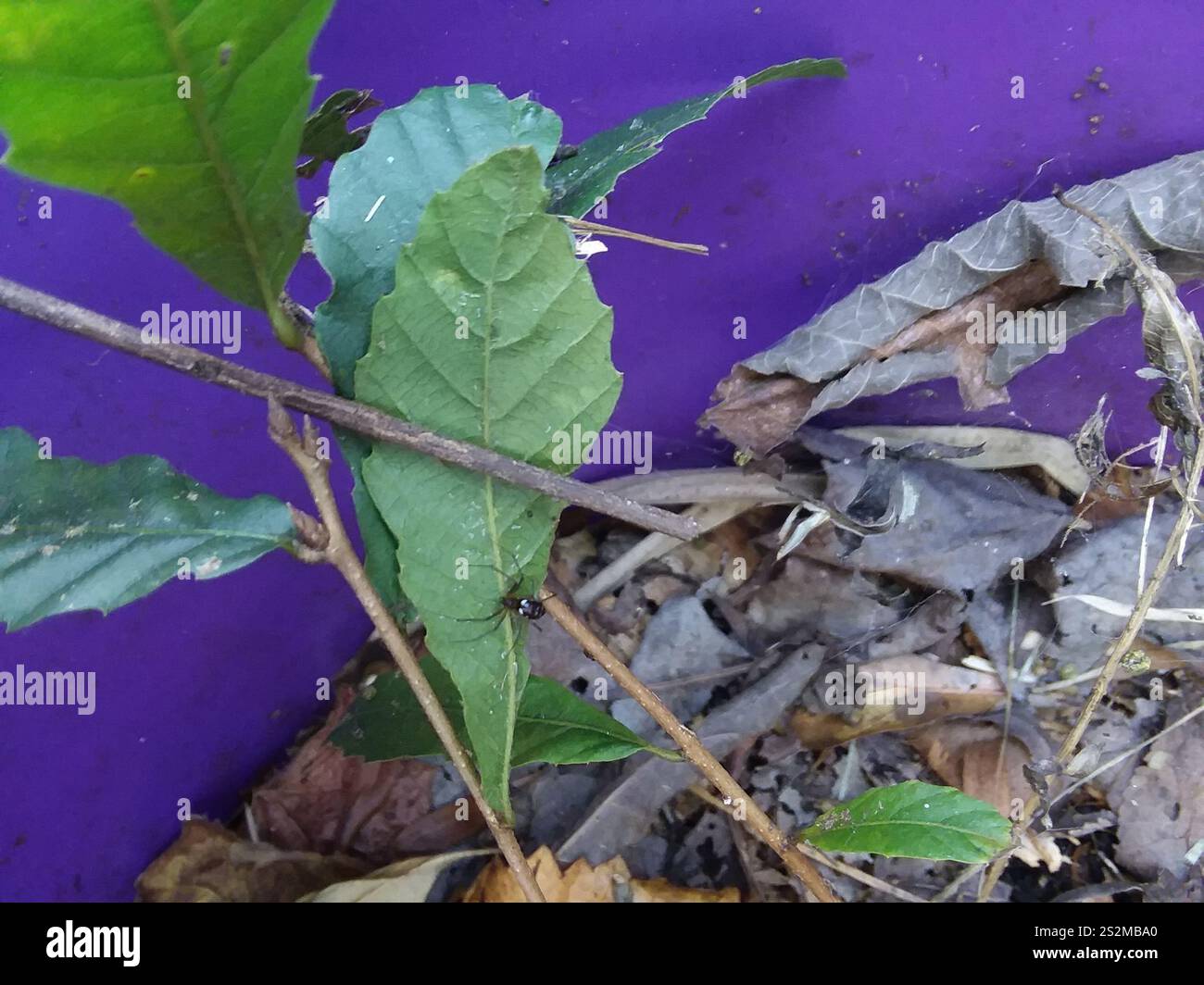 Sawtooth oak (Quercus acutissima Stock Photo - Alamy
