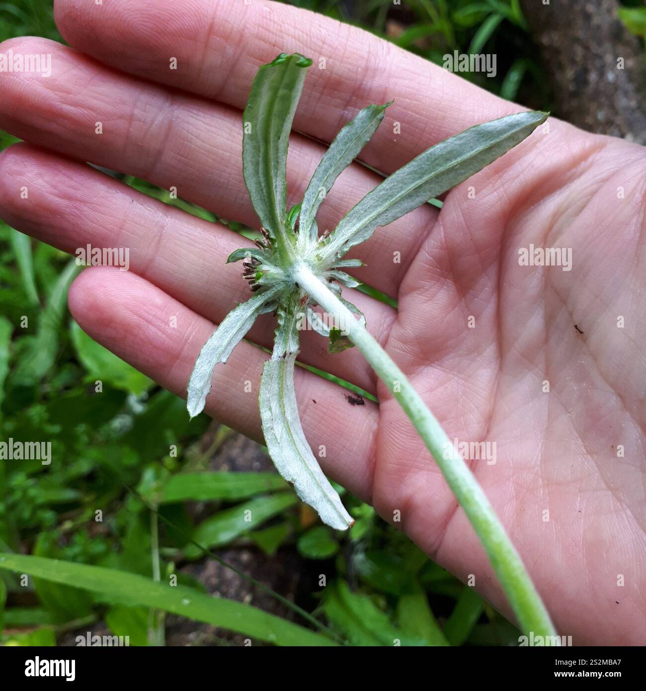 common cudweed (Euchiton involucratus Stock Photo - Alamy