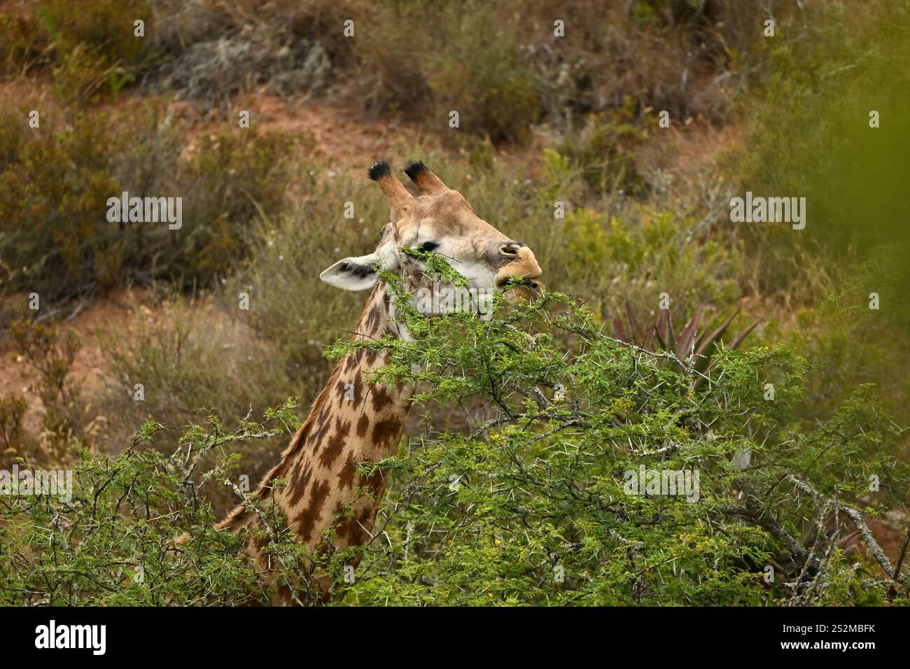 Giraffe in the wild Africa habitat Stock Photo - Alamy