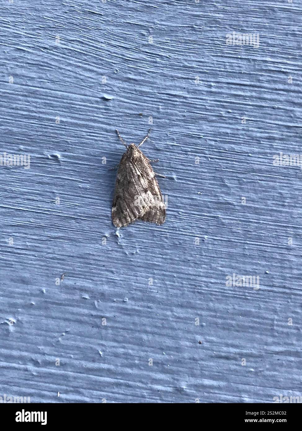 Fall Cankerworm Moth (Alsophila pometaria Stock Photo - Alamy
