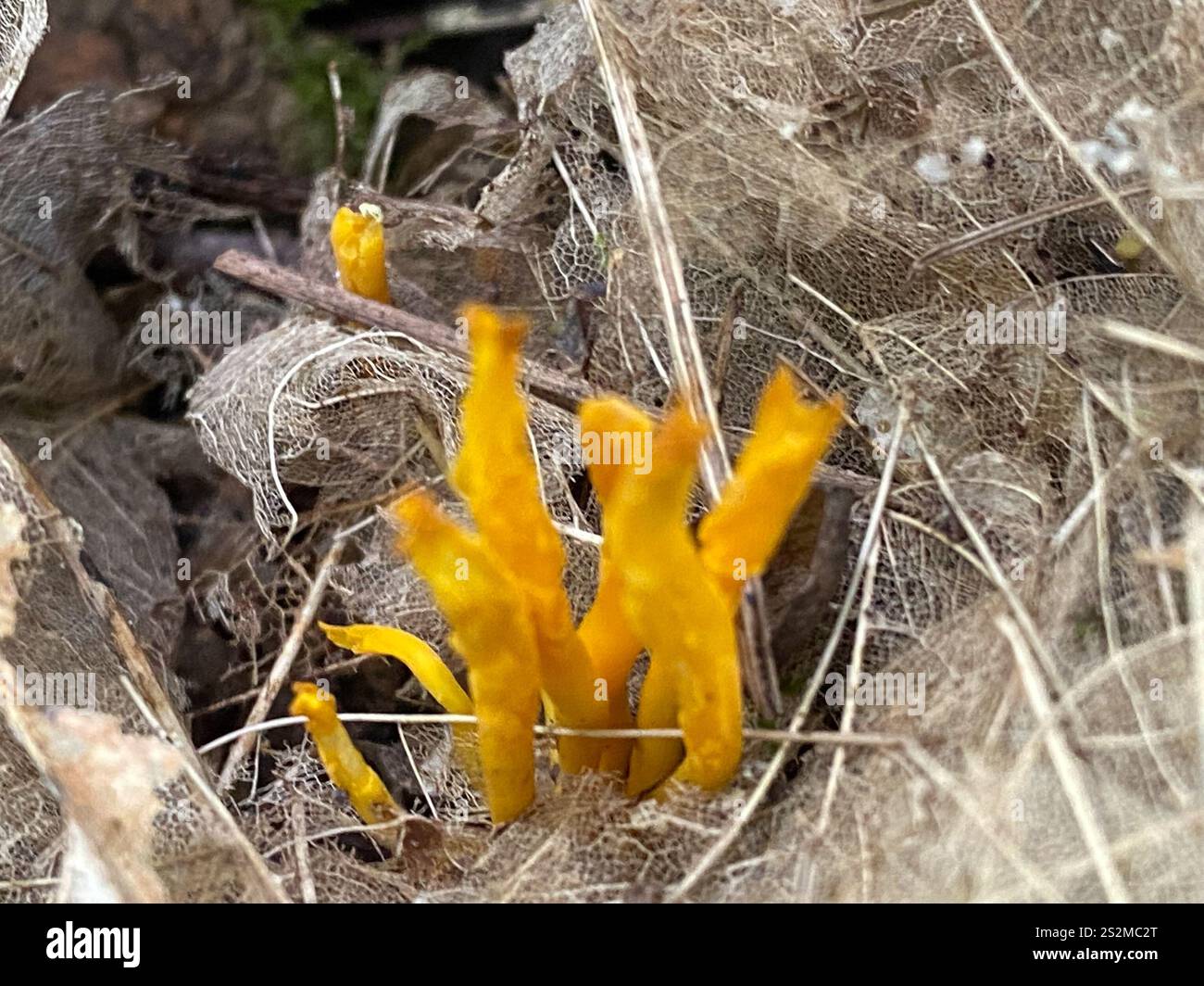 Golden Spindles (Clavulinopsis fusiformis Stock Photo - Alamy