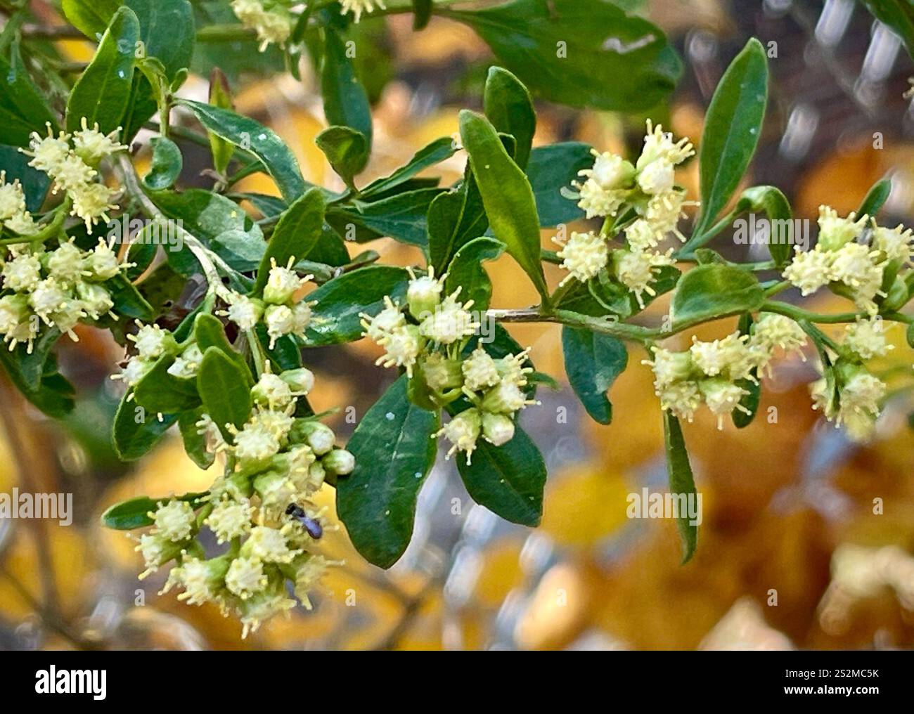groundsel tree (Baccharis halimifolia Stock Photo - Alamy