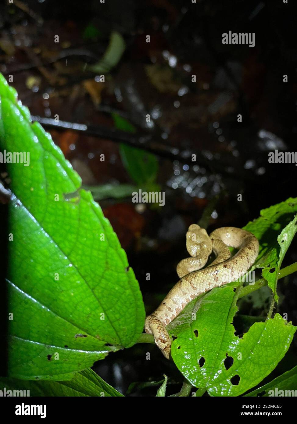 Malabarian Pit Viper (Craspedocephalus malabaricus Stock Photo - Alamy