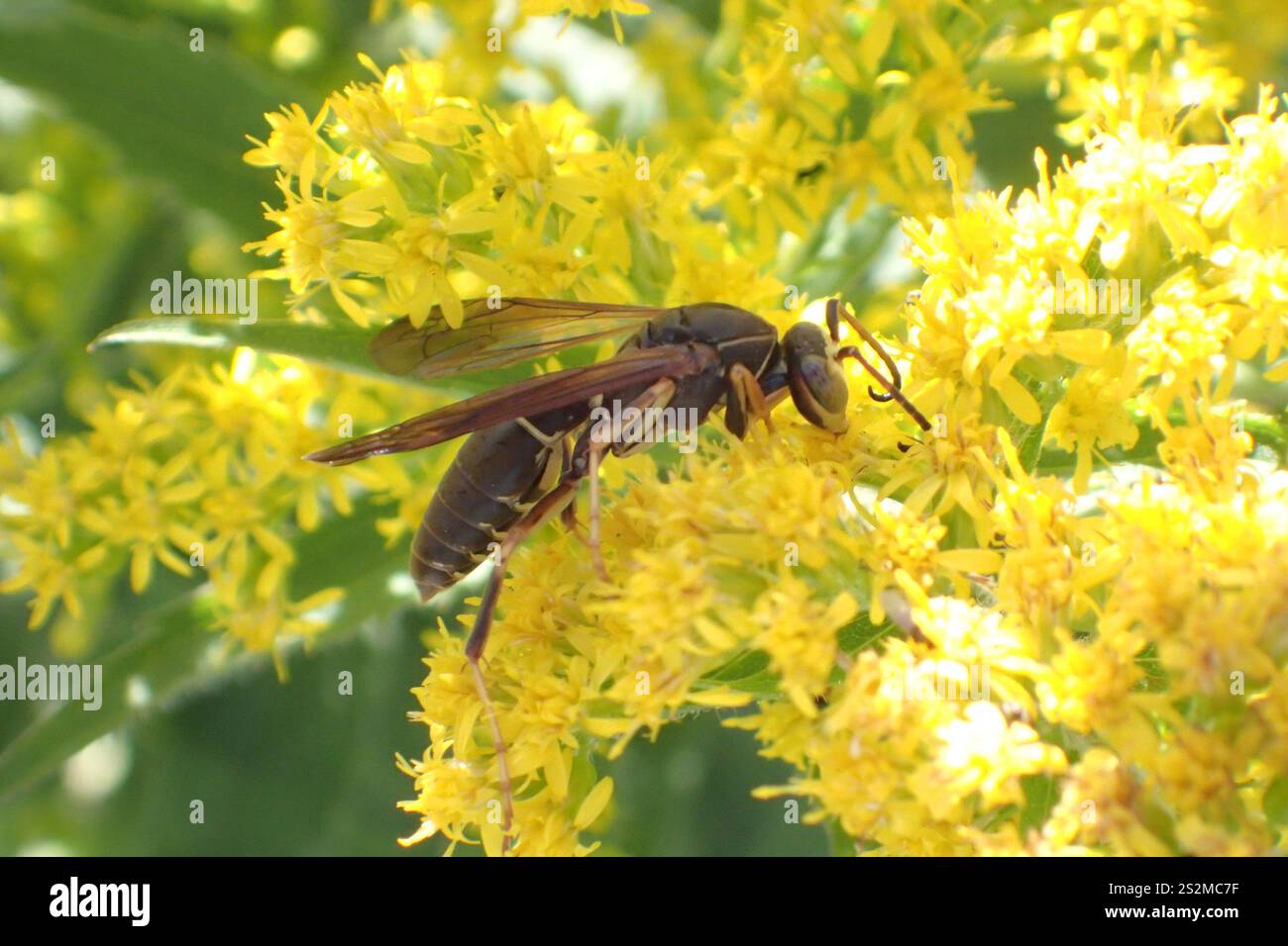 Northern Paper Wasp (Polistes fuscatus Stock Photo - Alamy