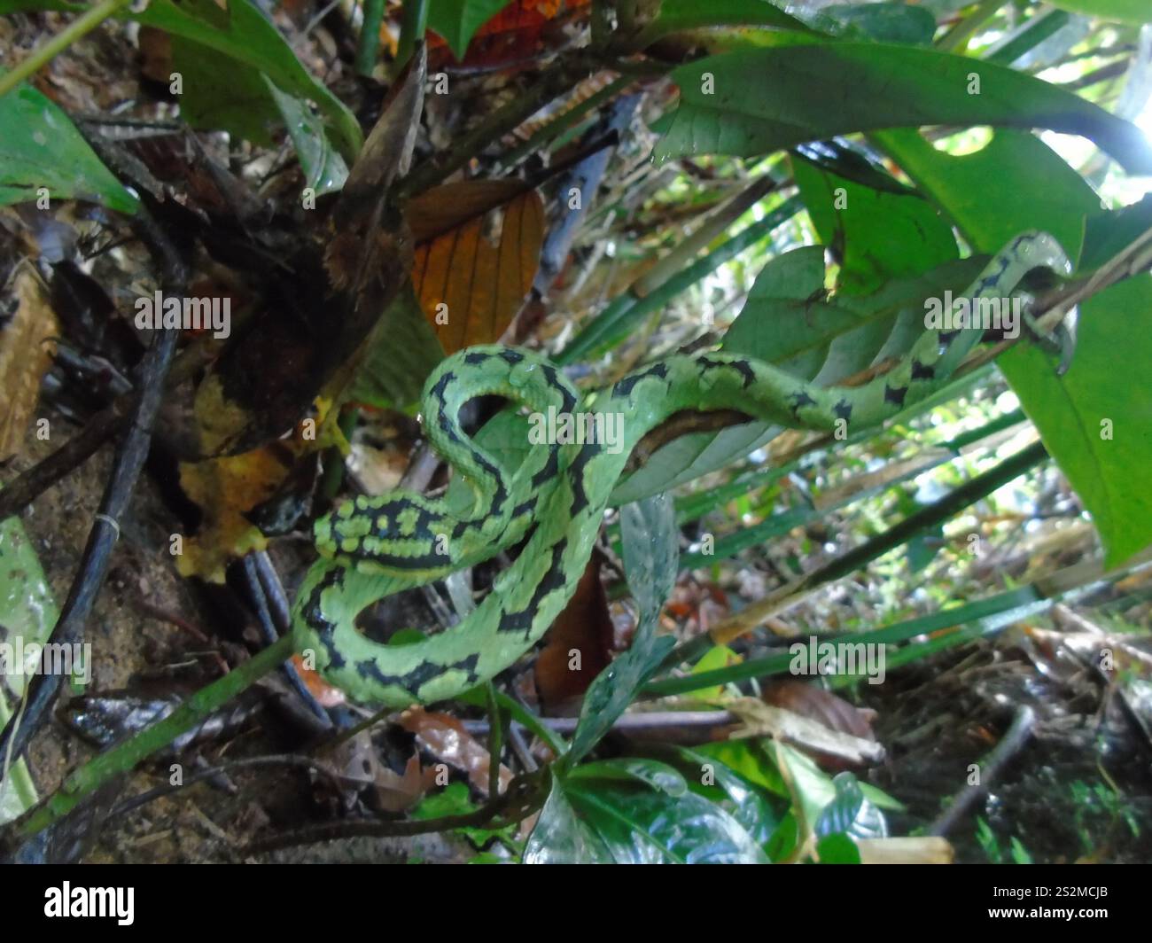 Sri Lankan Green Pit Viper (Craspedocephalus trigonocephalus Stock ...