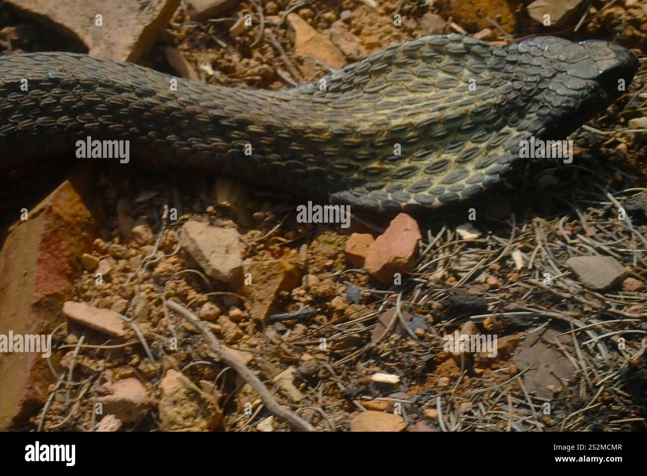 Rinkhals hi-res stock photography and images - Alamy