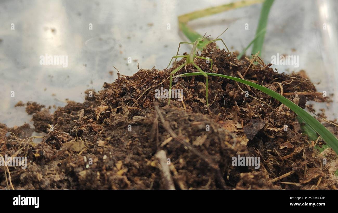 Clitarchus hi-res stock photography and images - Alamy