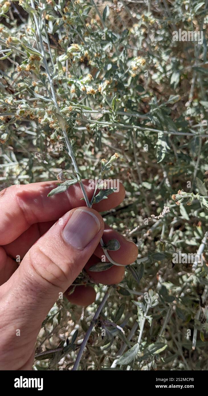 Silver Wormwood (Artemisia ludoviciana Stock Photo - Alamy