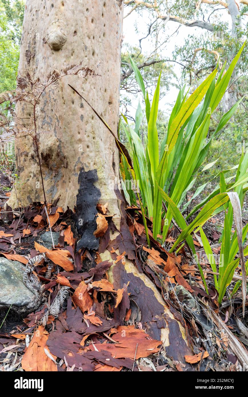 Sydney red Gum Tree shetting back in Sydney Basin bush environment ...