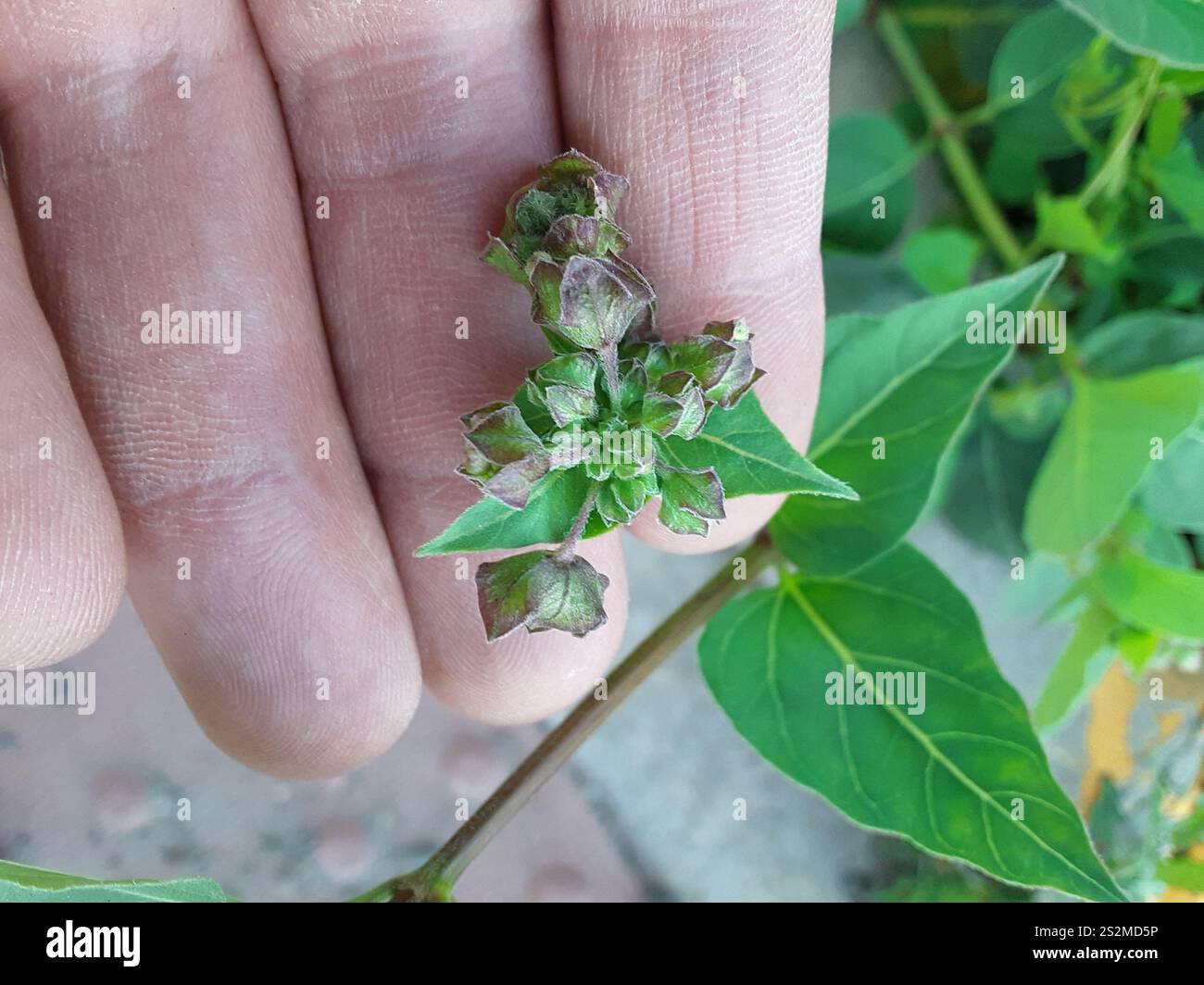 Wild Four o'Clock (Mirabilis nyctaginea Stock Photo - Alamy