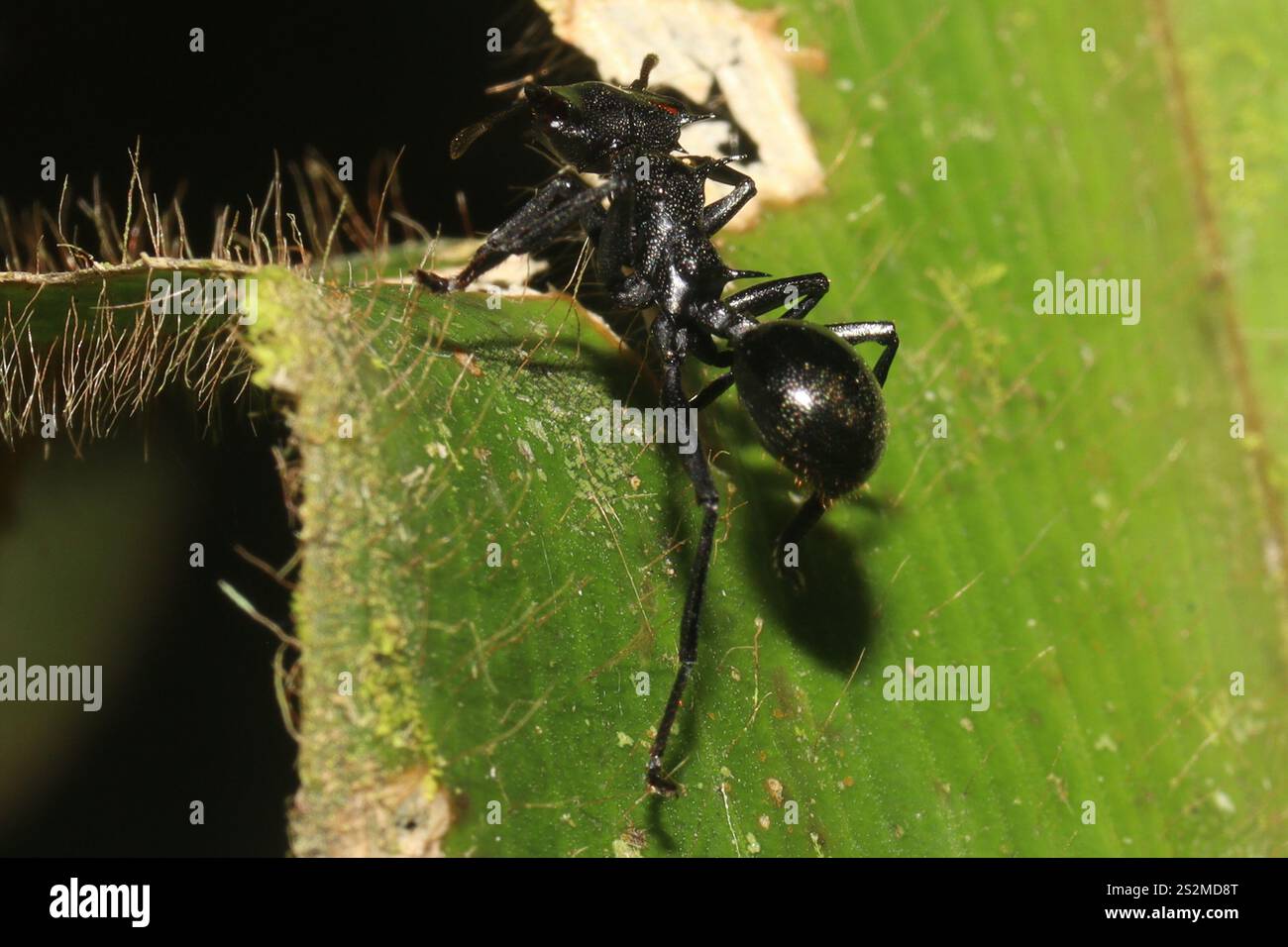 Common Giant Turtle Ant (Cephalotes atratus Stock Photo - Alamy