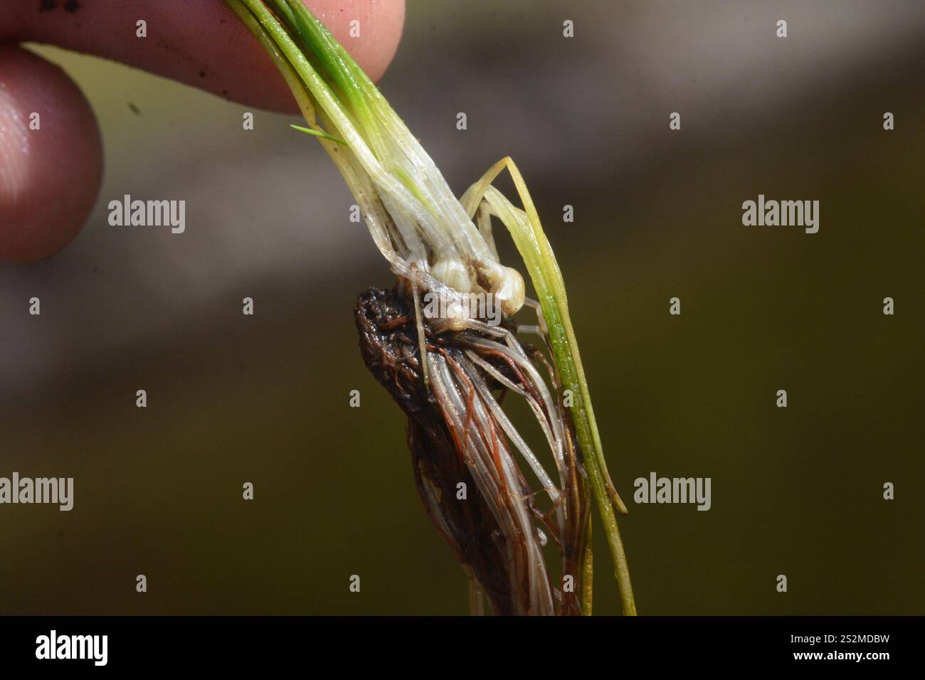 maritime quillwort (Isoetes maritima Stock Photo - Alamy
