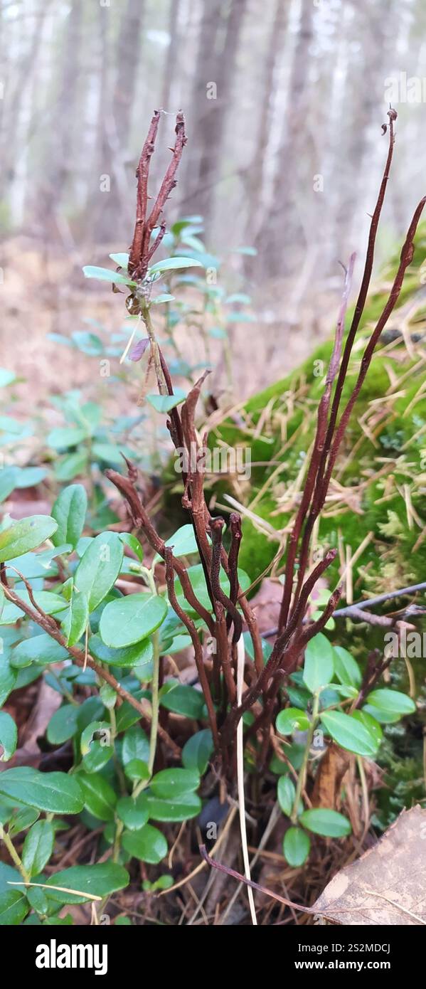 Huckleberry Broom Rust Fungus (Calyptospora columnaris Stock Photo - Alamy