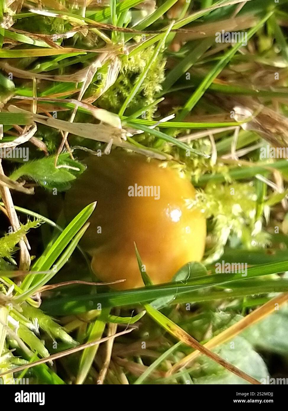 Parrot Mushroom (Gliophorus psittacinus Stock Photo - Alamy