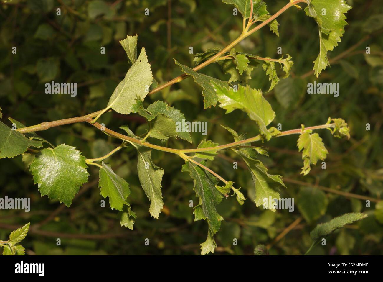 Downy Birch (Betula pubescens Stock Photo - Alamy