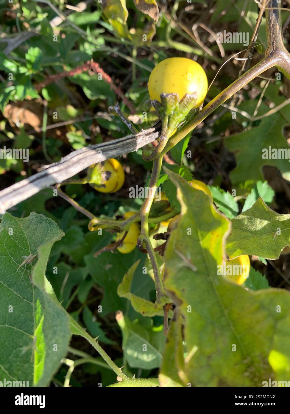western horsenettle (Solanum dimidiatum Stock Photo - Alamy