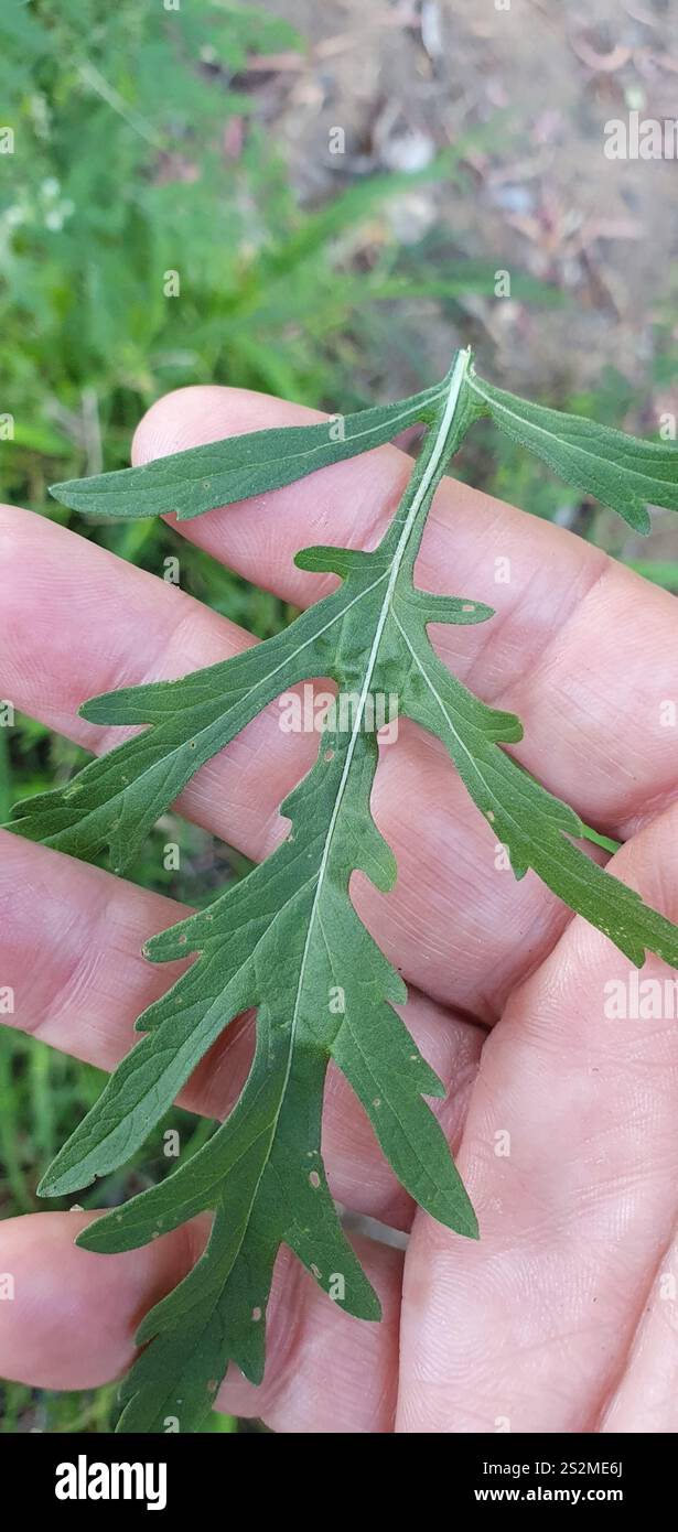 Santa Maria feverfew (Parthenium hysterophorus Stock Photo - Alamy