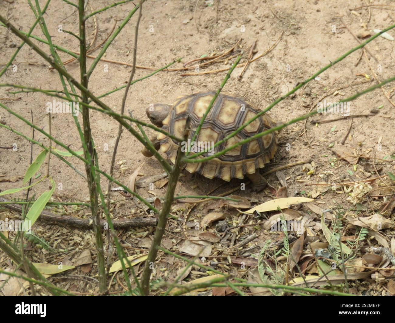 Chaco tortoise hi-res stock photography and images - Alamy