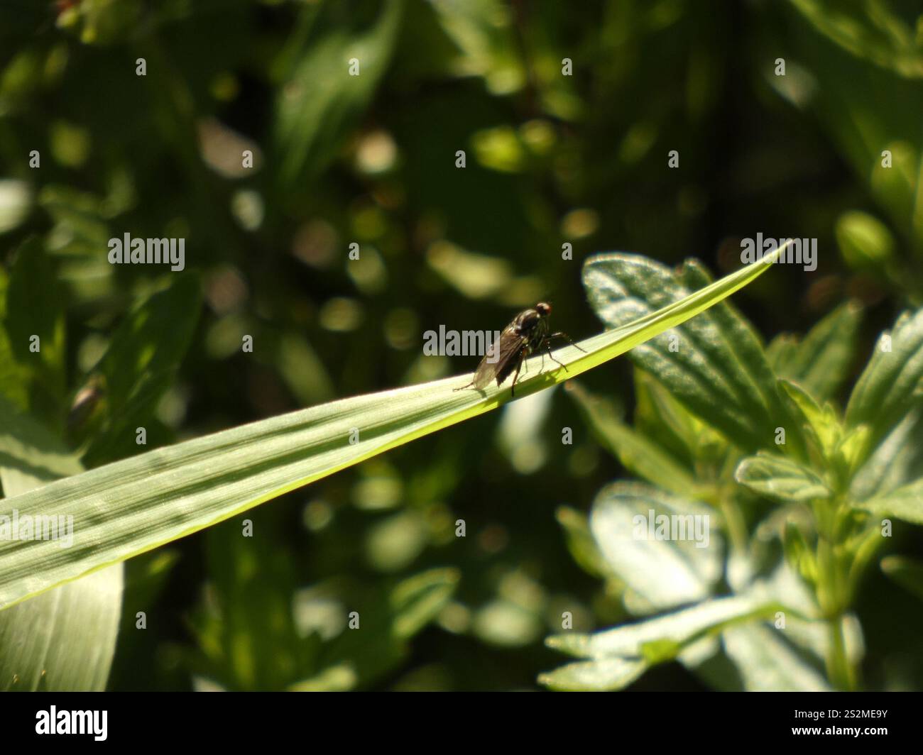 Dance Flies, Long-legged Flies, and Allies (Empidoidea Stock Photo - Alamy