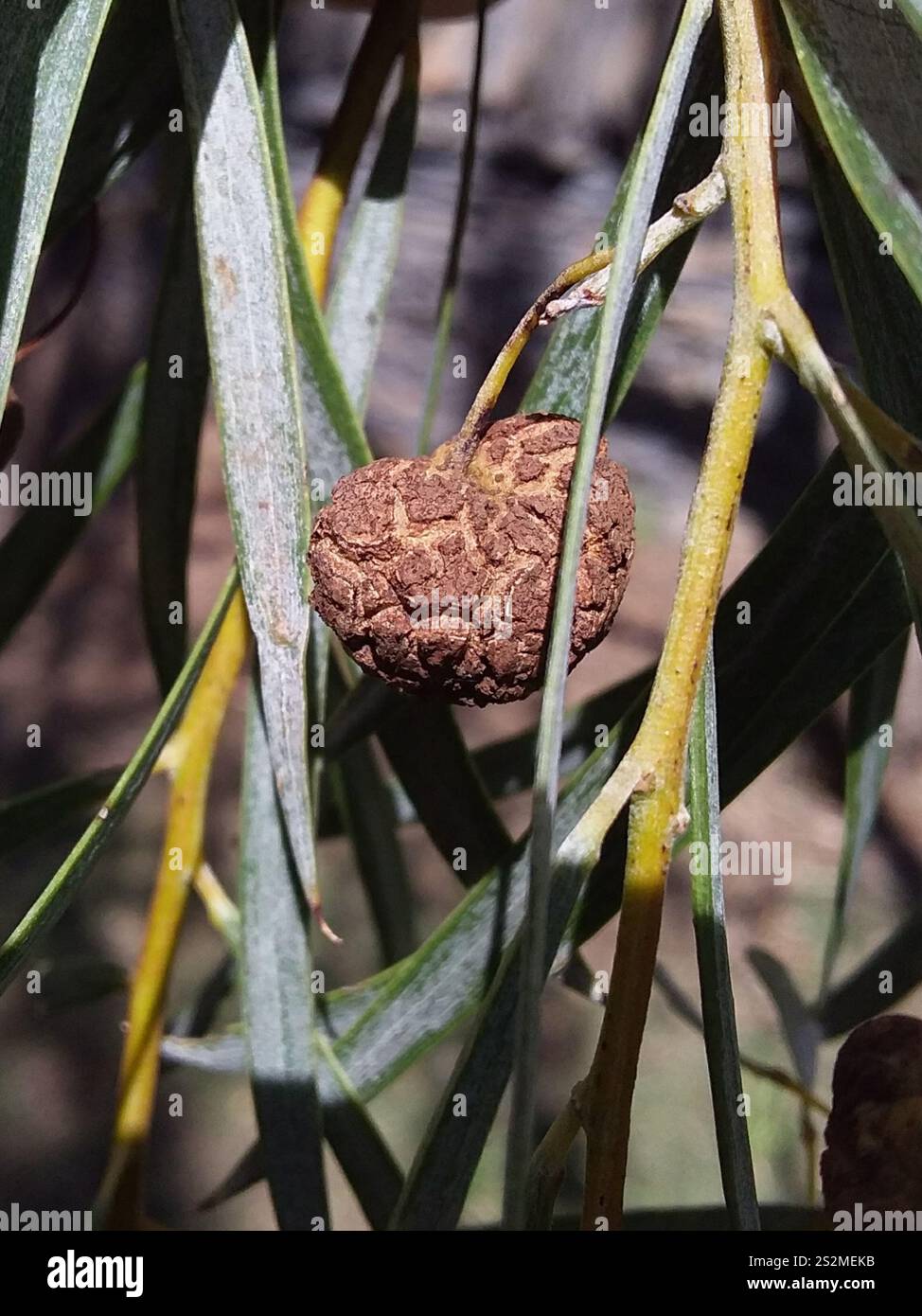 wattle gall rusts (Uromycladium Stock Photo - Alamy