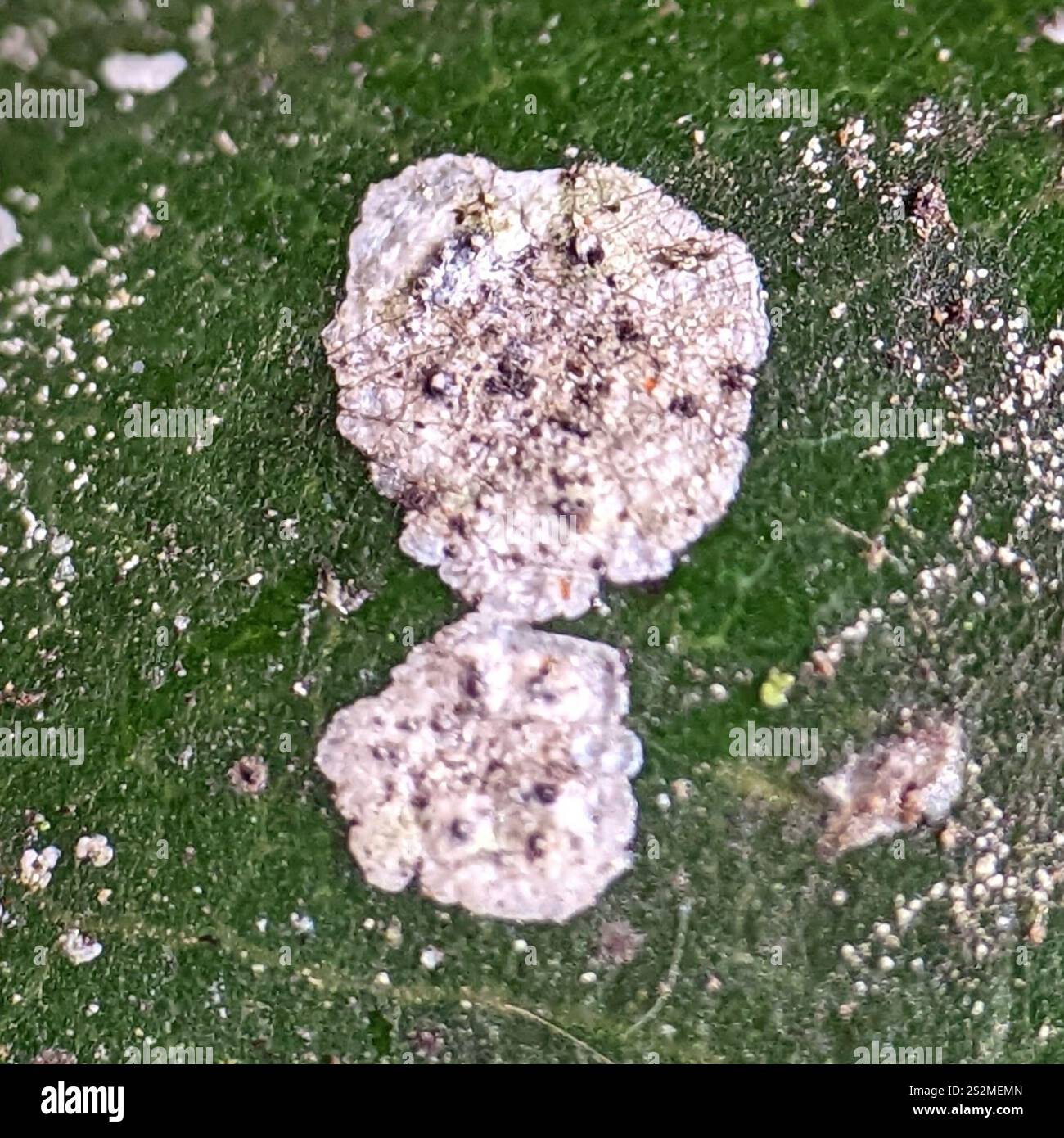 Strigula hi-res stock photography and images - Alamy