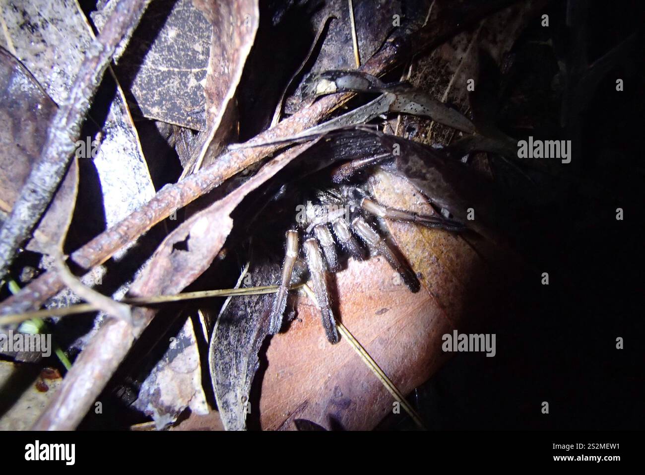 Brown Trapdoor Spiders (Arbanitis Stock Photo - Alamy