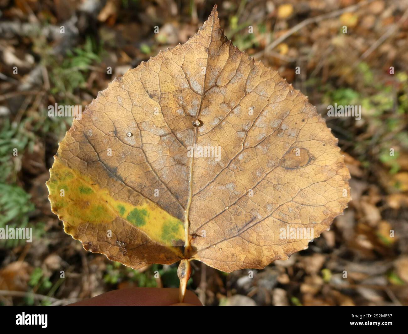 Aspen Petiole Gall Moth (Ectoedemia populella Stock Photo - Alamy