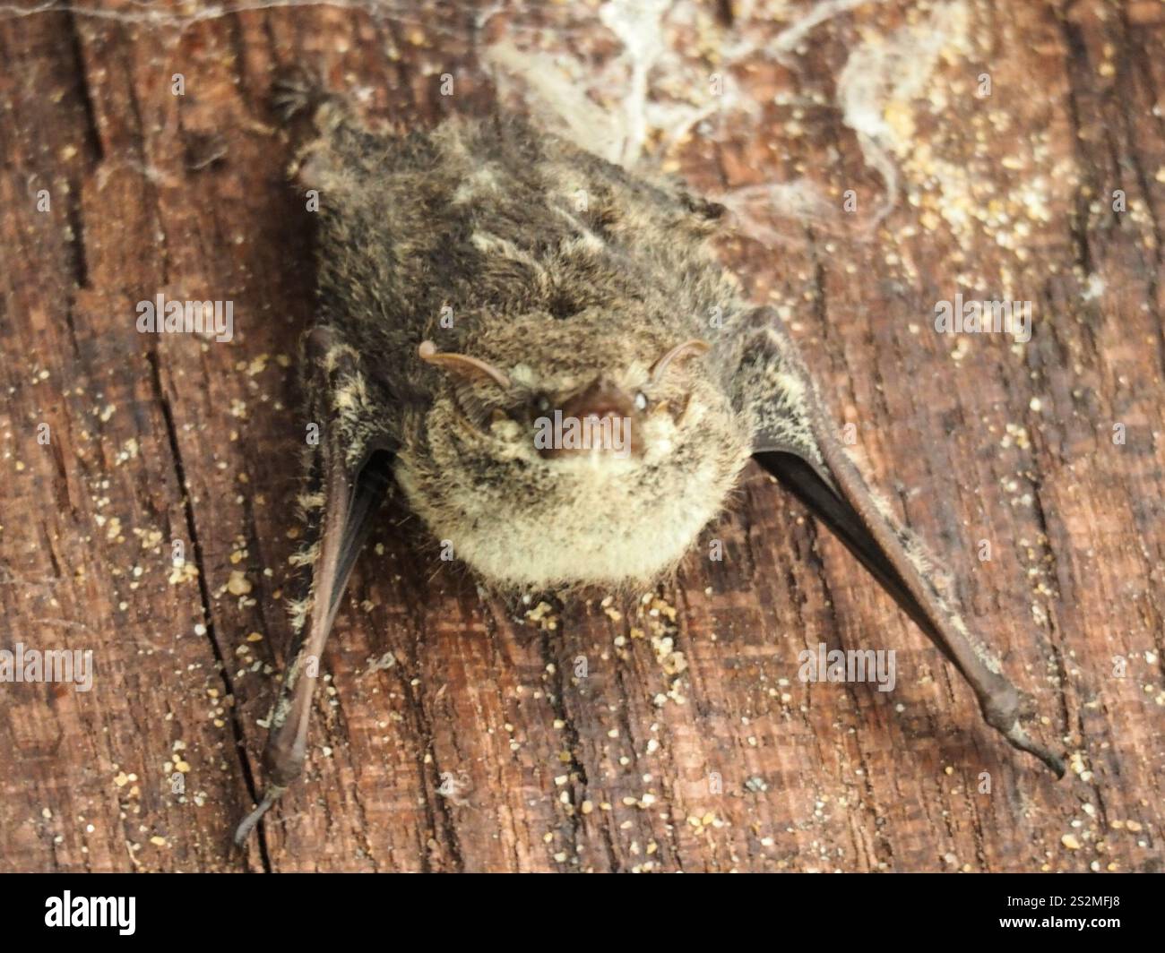 Proboscis Bat (Rhynchonycteris naso Stock Photo - Alamy