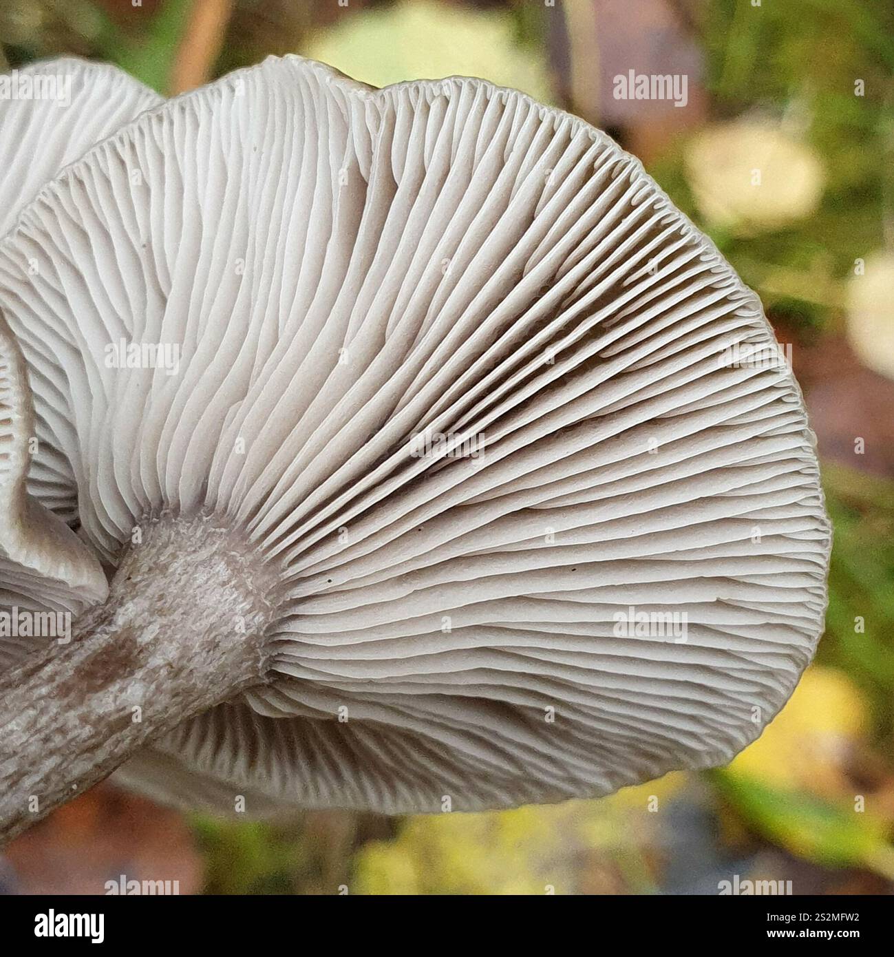 The Goblet (Pseudoclitocybe cyathiformis Stock Photo - Alamy