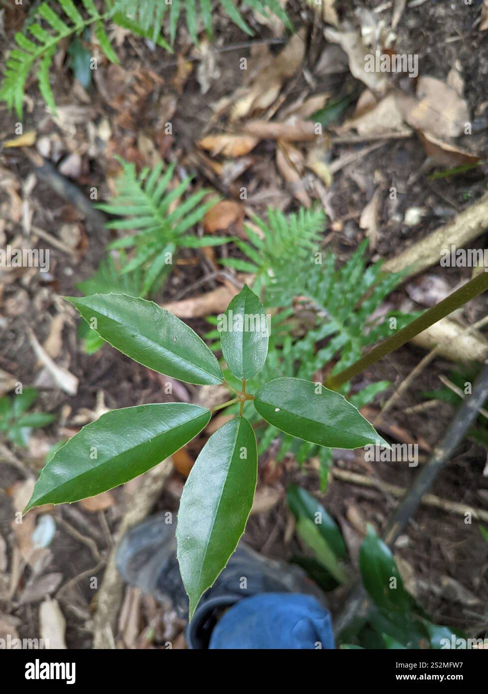 Five-Leaved Water Vine (Apocissus hypoglauca Stock Photo - Alamy