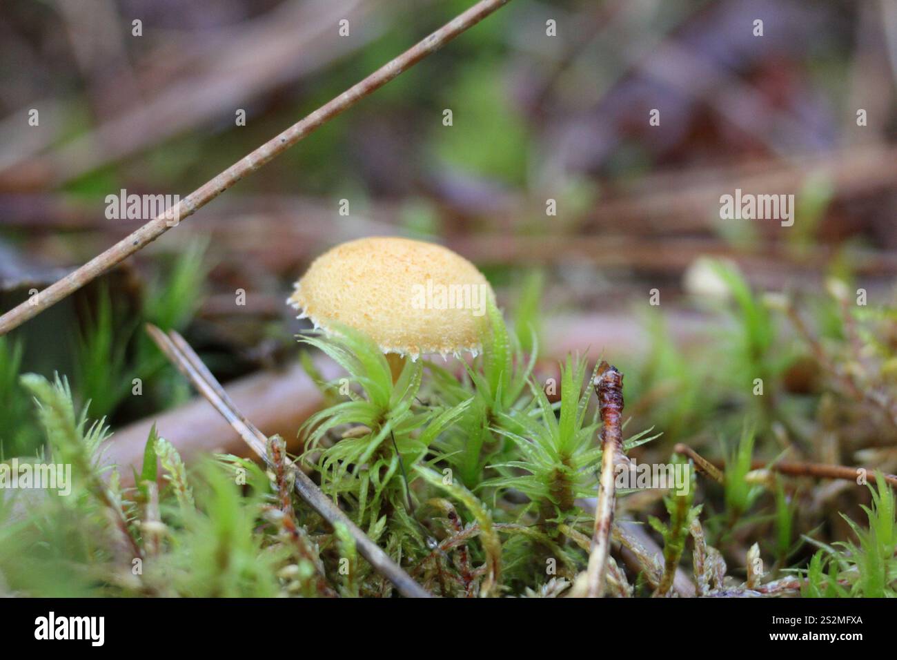 Earthy Powdercap (Cystoderma amianthinum Stock Photo - Alamy